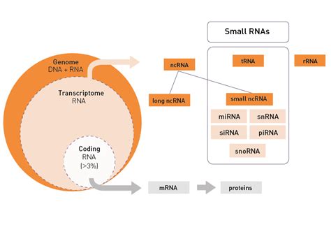 RNA Data Analysis Services Diagenode