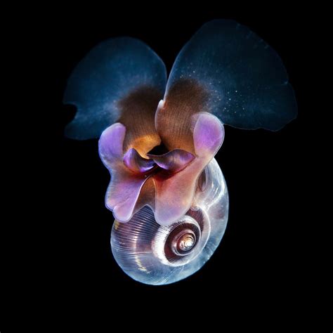 Thecosomata Sea Butterfly Photo By Alexander Semenov Ocean