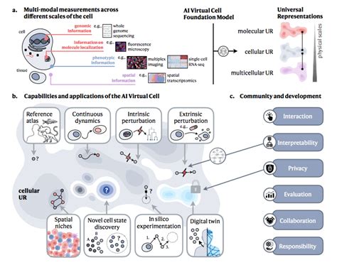 The Future Of Cell Modeling Building Virtual Cells With Artificial Intelligence Cbirt