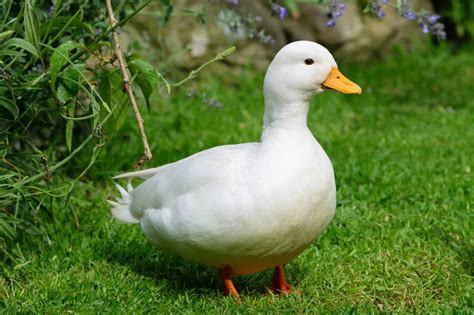 Call Duck Breed Profile Traits Pictures And More