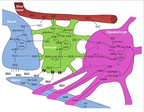 Oligodendrocytes And Astrocytes