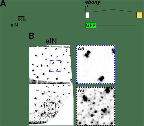 Figure Supplement 2 A Gene Map Showing The Reporter Constructs