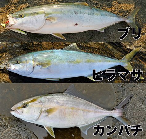 青物御三家 ブリとカンパチあと1つは 誰でもわかる3魚種の見分け方ルアマガプラス