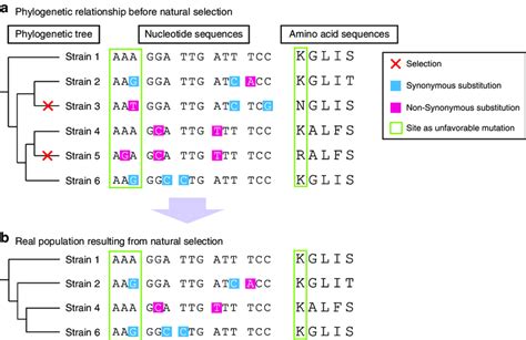Scheme For Intra Species Molecular Evolutionary Analysis A Random Download Scientific Diagram
