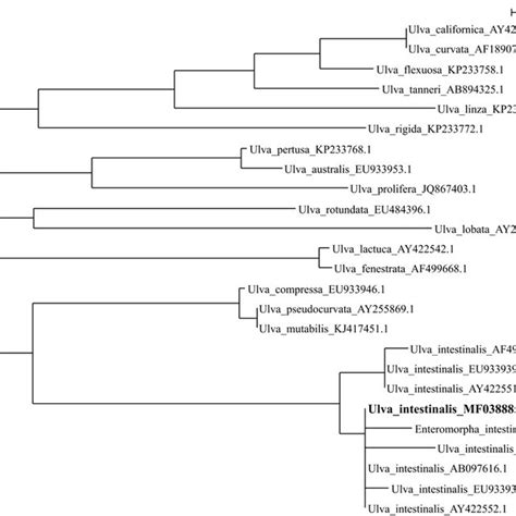 2 Summary Phylogeny Of The Green Lineage Phylogenetic Tree Summarising