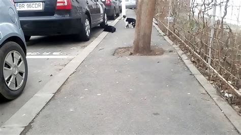 Pisica Sex Mitica Youtube