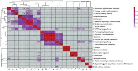 Clustered Term‐similarity Heatmap Of The Enriched Kegg Pathways And Download Scientific Diagram