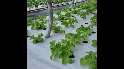 에어로포닉스는 딸기 토마토고추냉이청경채등 여러작물 재배 가능 에어로포닉스 분무수경친환경스마트팜 Youtube