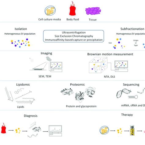 Overview Of The Main Procedures Used For The Isolation Download Scientific Diagram