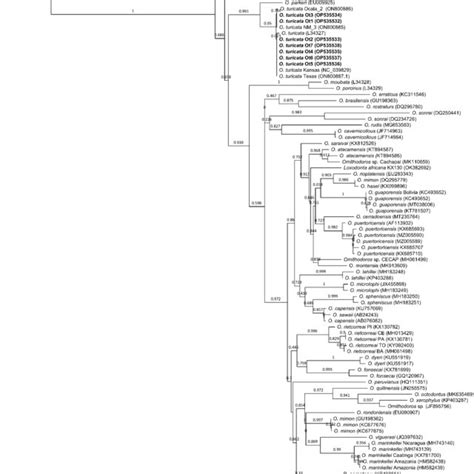 Phylogenetic Analysis Of Mitochondrial Dna Sequence Fragments From Download Scientific Diagram