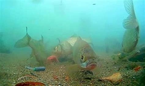 Multi Scale Feature Modulation Network Introd Eurekalert