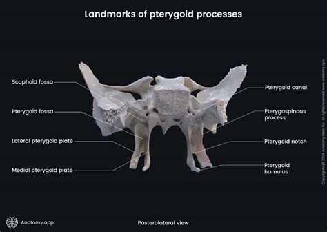 Landmarks Of Pterygoid Processes Sphenoid Anatomyapp