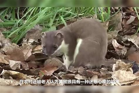 黄鼠狼浑身是“宝”，为何农户却都放弃养殖？究竟是为什么？ 农户 黄鼠狼 浑身