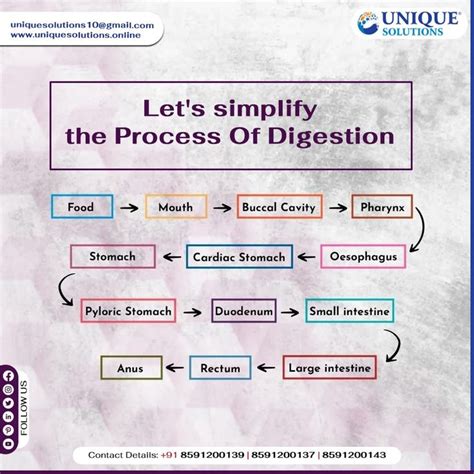 Ever Wondered How Your Body Turns Food Into Energy🍽 Food For