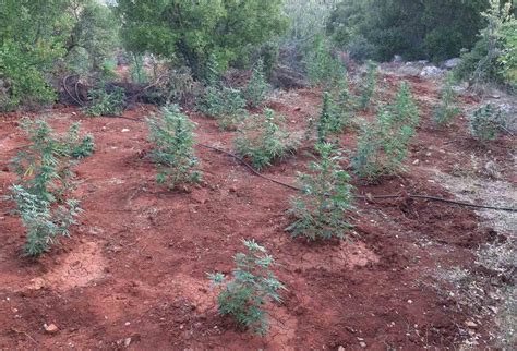 Αρκαδία Το drone έφερε τους αστυνομικούς σε αυτή την πλαγιά Αυτοψία μετά το δέσιμο της