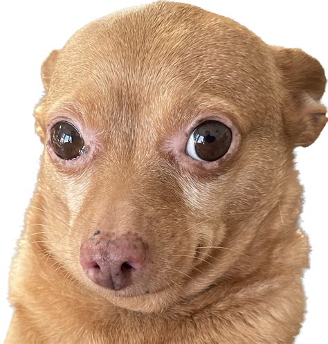 Cheddariniii