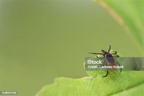 흐릿한 자연 배경을 가진 녹색 잎에서 기다리는 기생 사슴 진드기 익소데스 리시누스 또는 견갑골 진드기에 대한 스톡 사진 및 기타