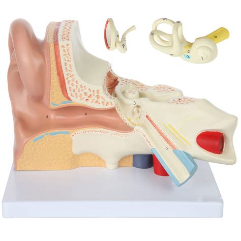 Buy Ear Anatomical Model Human Ear Model The Internal Structure Of Ear And Outer Ear Middle