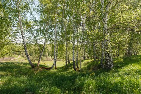4k 벽지 경치 경치 좋은 전망 경치가 좋은 고독한 나무 고요한 그림 같은 길 나무 녹지 다만 단순한