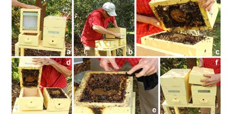 Hive Splitting Protocol A Hive Of Tetragonula Carbonaria Right Is Download Scientific