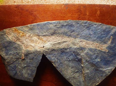 Acanthodes Sulcatus Complete Specimen Minus Snout In Lateral View 2 Member Collections The