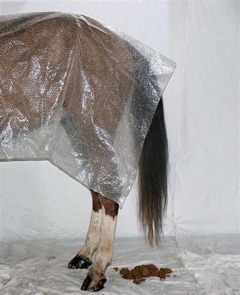 Alice Guyot Boumbang