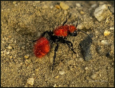 What Is A Red Velvet Ant At Ryan Fitzsimons Blog