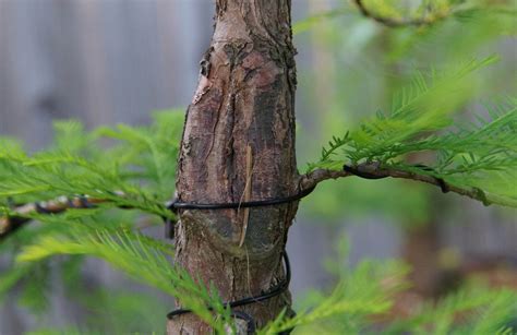 Bald Cypress I