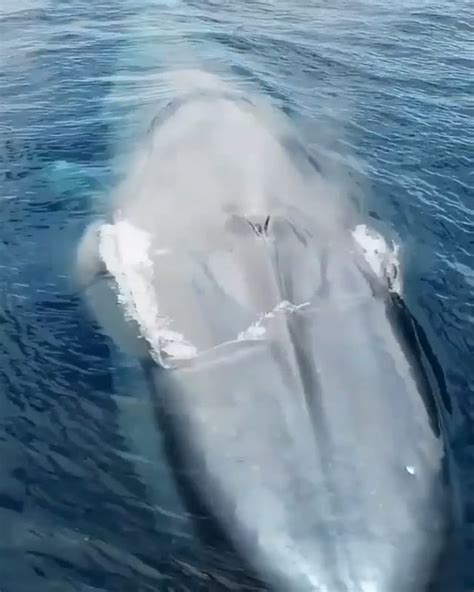 Tiny Fish Rmegalophobia