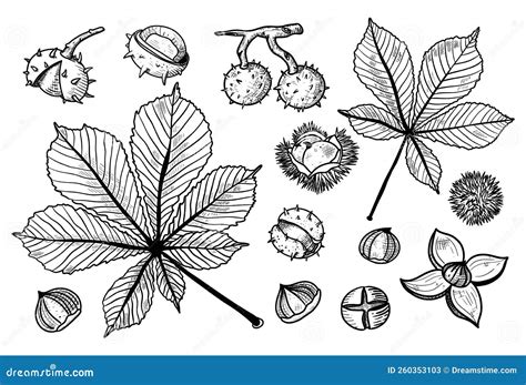 Chestnut Tree Branch In Line Style Stock Vector Illustration Of