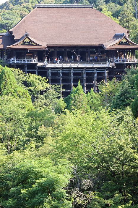 京都・洛東 夏の早朝散歩2023 ～清水寺・放生池まで 7．29～ ねこづらどき3