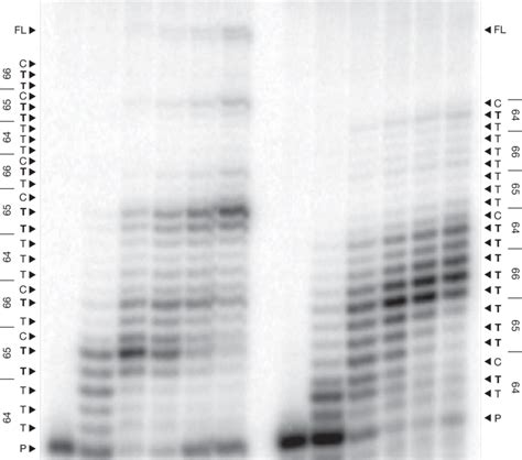 DNA Synthesis From DNA Templates Containing Repeats Of Codons 64 65 Download Scientific