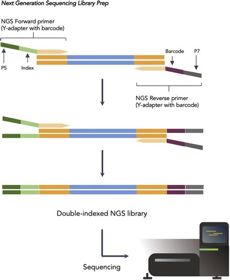 ngs library preparation download scientific diagram