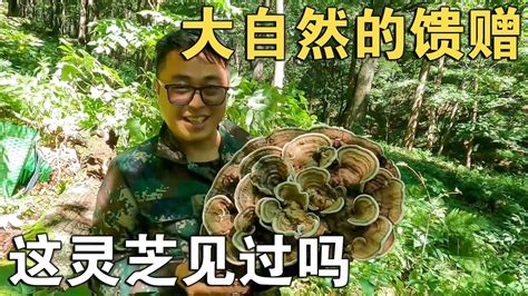 大自然的馈赠，这么大长的像花一样的灵芝你们见过吗【环华行913】 Youtube
