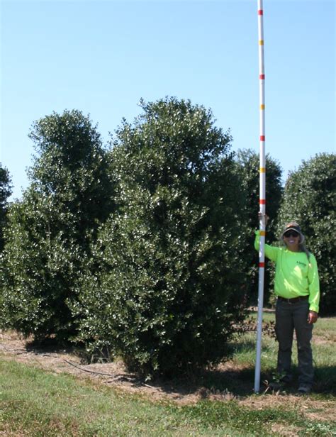 Ilex X Hl10 90 ~ Christmas Jewel® Holly Moons Tree Farm