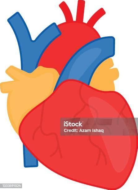 인간의 심장 개념 심혈관 시스템 벡터 색상 아이콘 디자인 장기 시스템 기호 인간 해부학 기호 인체 부품 스톡 일러스트 개념에 대한 스톡 벡터 아트 및 기타 이미지 Istock