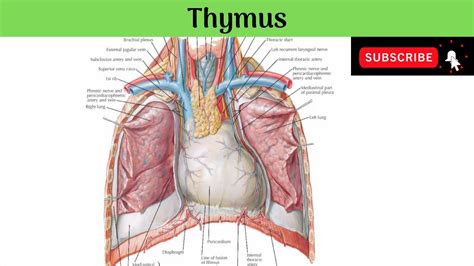 Thymus Situation Relations Microscopic Structure Haemo Thymic