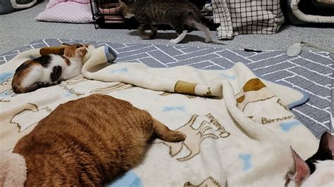 혼자 크리스마스 대충 분위기 내고 있음~~ Youtube