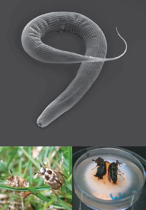 Pristionchus Alchetron The Free Social Encyclopedia