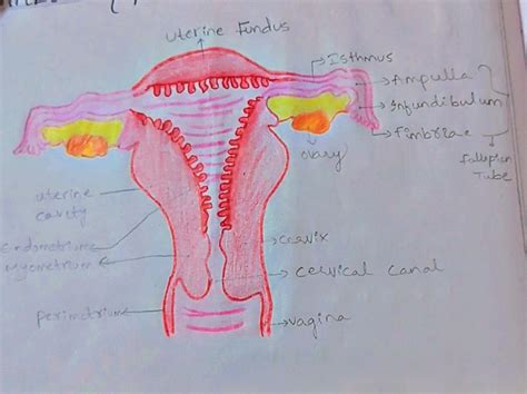 Female Reproductive System Human Reproduction Class 12 Ncert Notes Neet Cbse Biology Notes