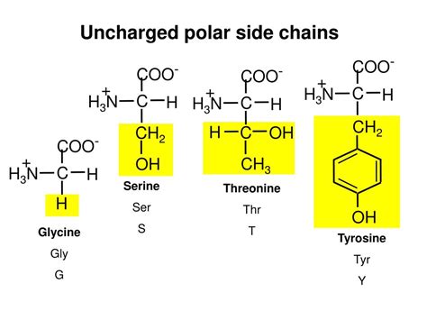 Ppt Lecture 3 Amino Acids Powerpoint Presentation Free Download