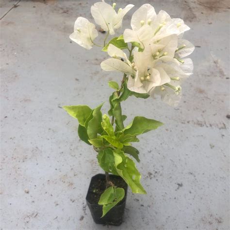 Bougainvillea “white” Blanca “la Jolla” “la Jolla” Toro Canyon Pink