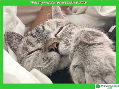 Окружающий мир 1 класс Проект Мои домашние питомцы