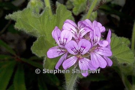 Pelargonium Drummondii