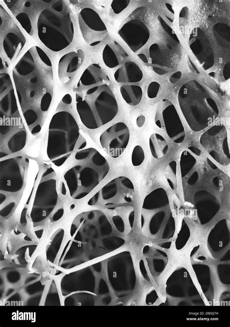 Microscopic Structure Of Compact Bone Bone Matrix