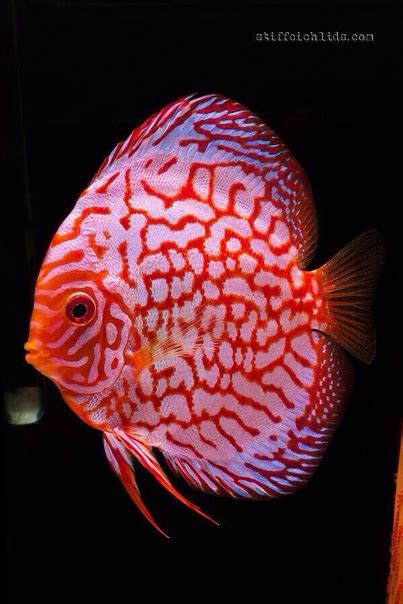 Дорогие друзья мы живем на незначительной территории земного шара прекрасной планеты Земля с