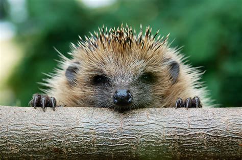 Hedgehog Facts