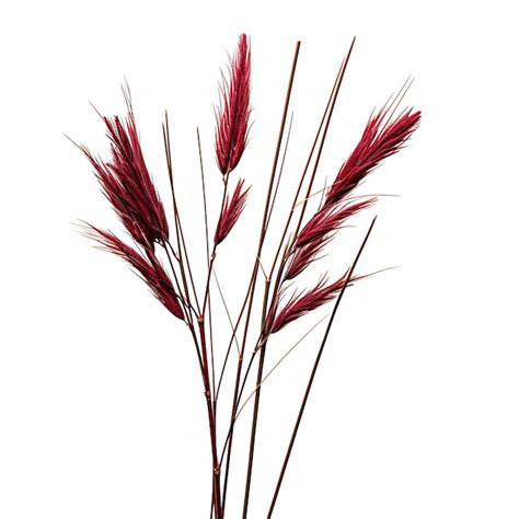 Premium Photo Zinfandel Switchgrass Burgundy Red Single Curving Leaf