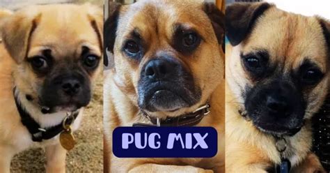 4 Common Pug Mix Breeds Finding Your Perfect Wrinkly Companion The