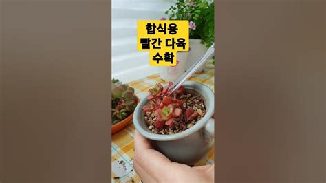 잎꽂이로 자란 빨간 다육 레티지아는 합식모듬심기할때 필수요소 Youtube